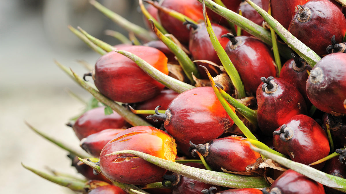 Oil Palm - NTS Fertiliser Guide – Nutri-Tech Solutions Pty Ltd