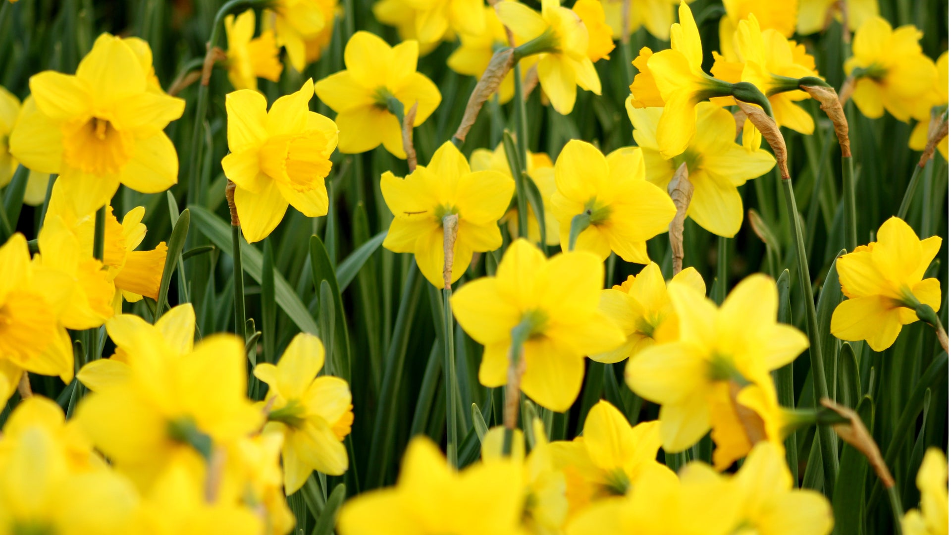 Daffodil (Flower) - NTS Fertiliser Guide – Nutri-Tech Solutions Pty Ltd