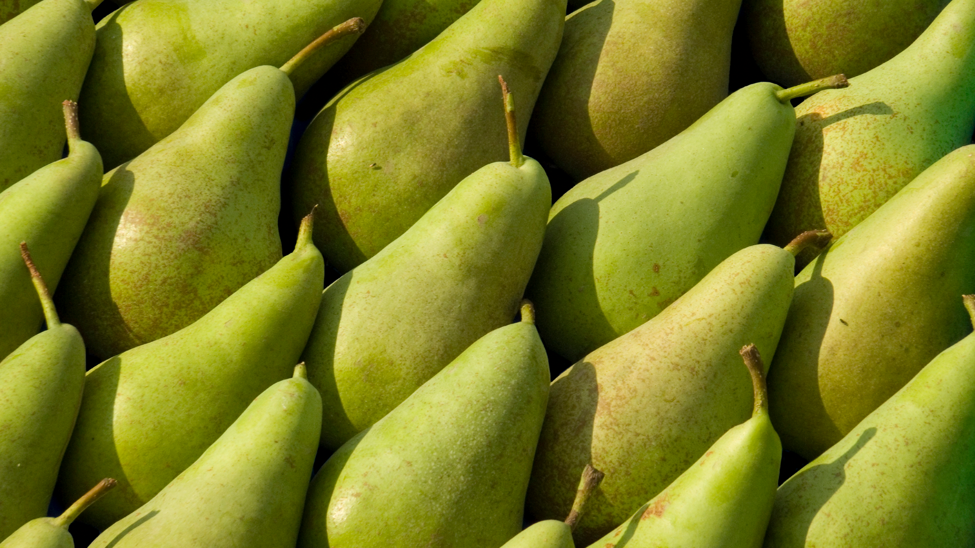 Pear - Organic NTS Fertiliser Guide – Nutri-Tech Solutions Pty Ltd