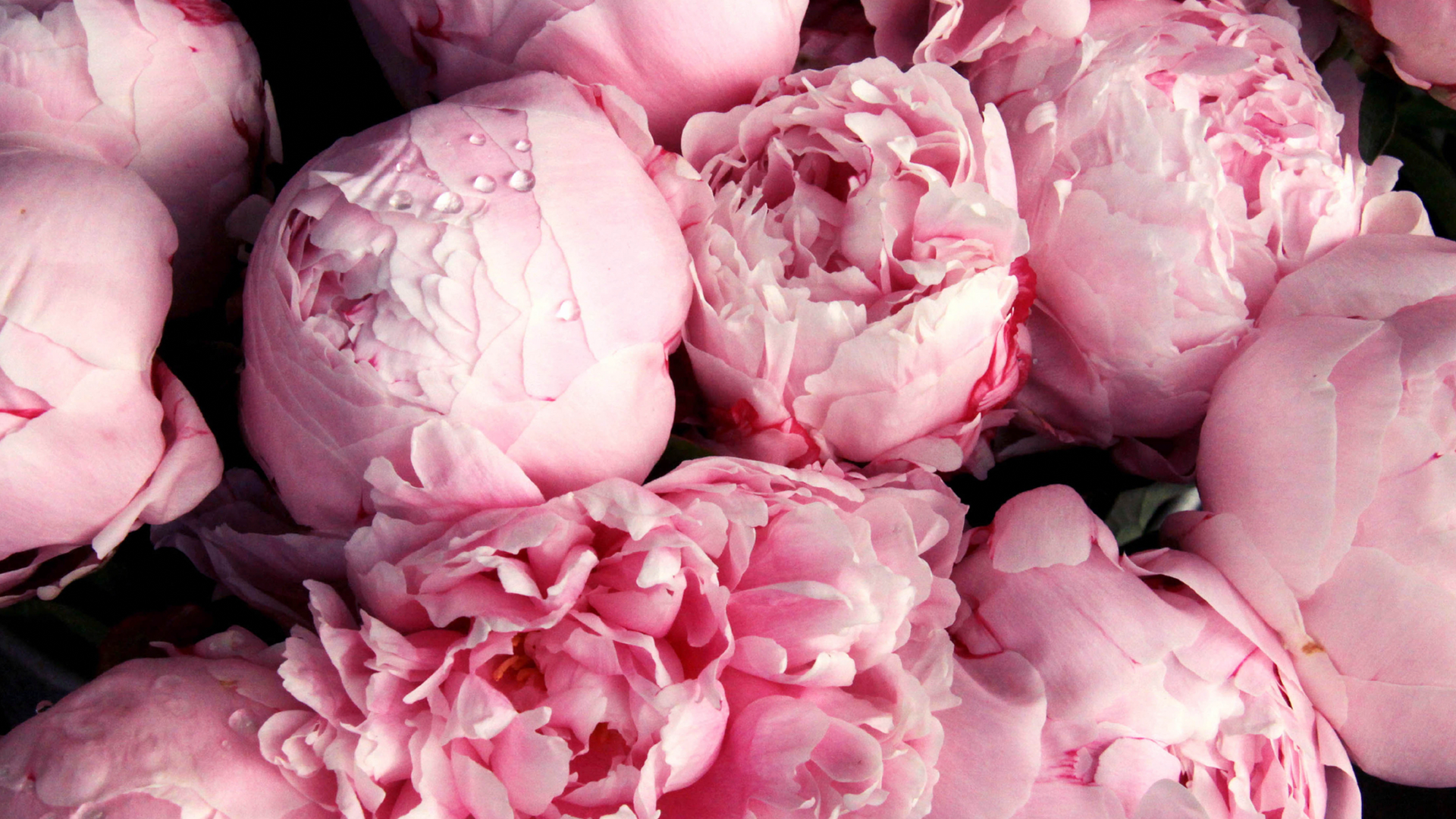 Peony (Flower) - NTS Fertiliser Guide – Nutri-Tech Solutions Pty Ltd