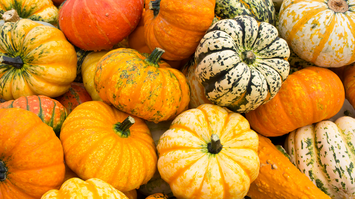 Pumpkin - NTS Fertiliser Guide – Nutri-Tech Solutions Pty Ltd