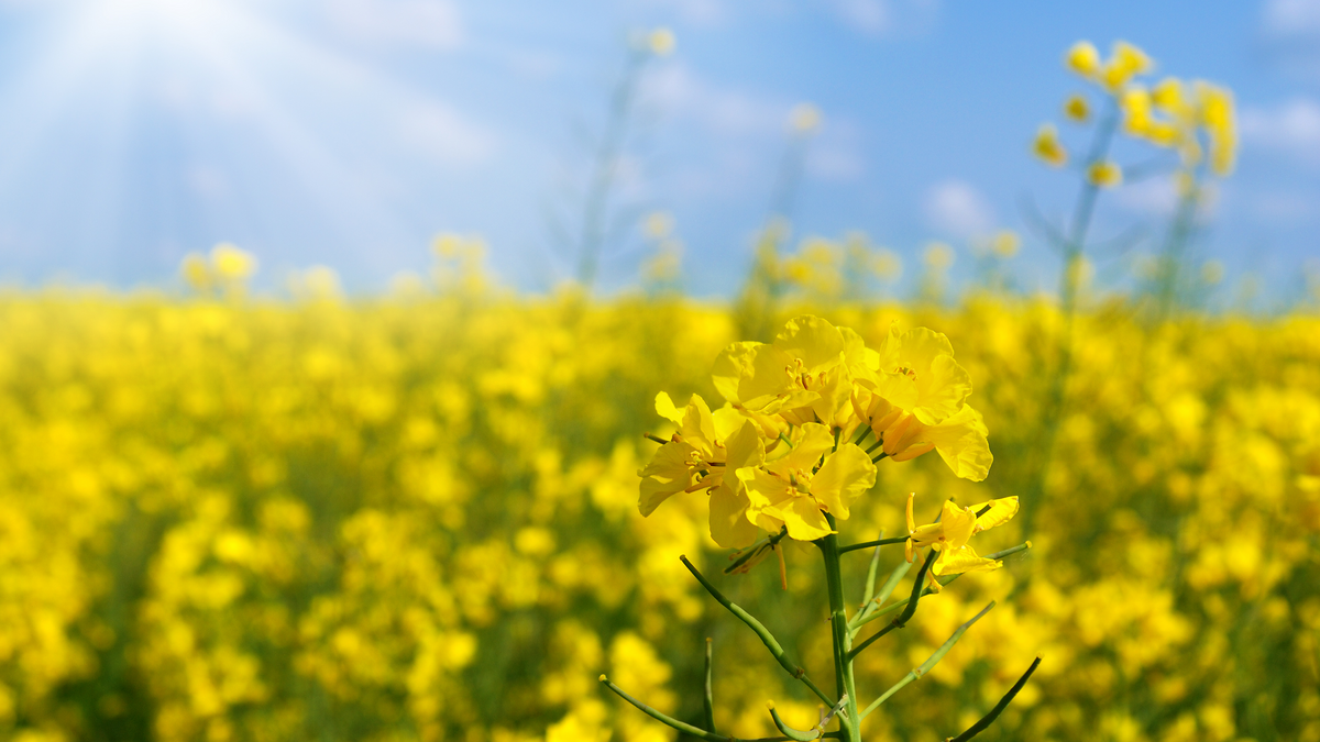 Rape / Rapeseed - NTS Fertiliser Guide – Nutri-Tech Solutions Pty Ltd