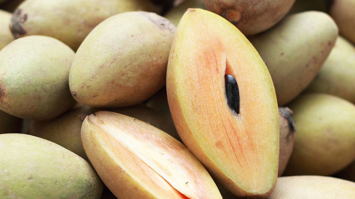 Sapodilla - NTS Fertiliser Guide – Nutri-Tech Solutions Pty Ltd