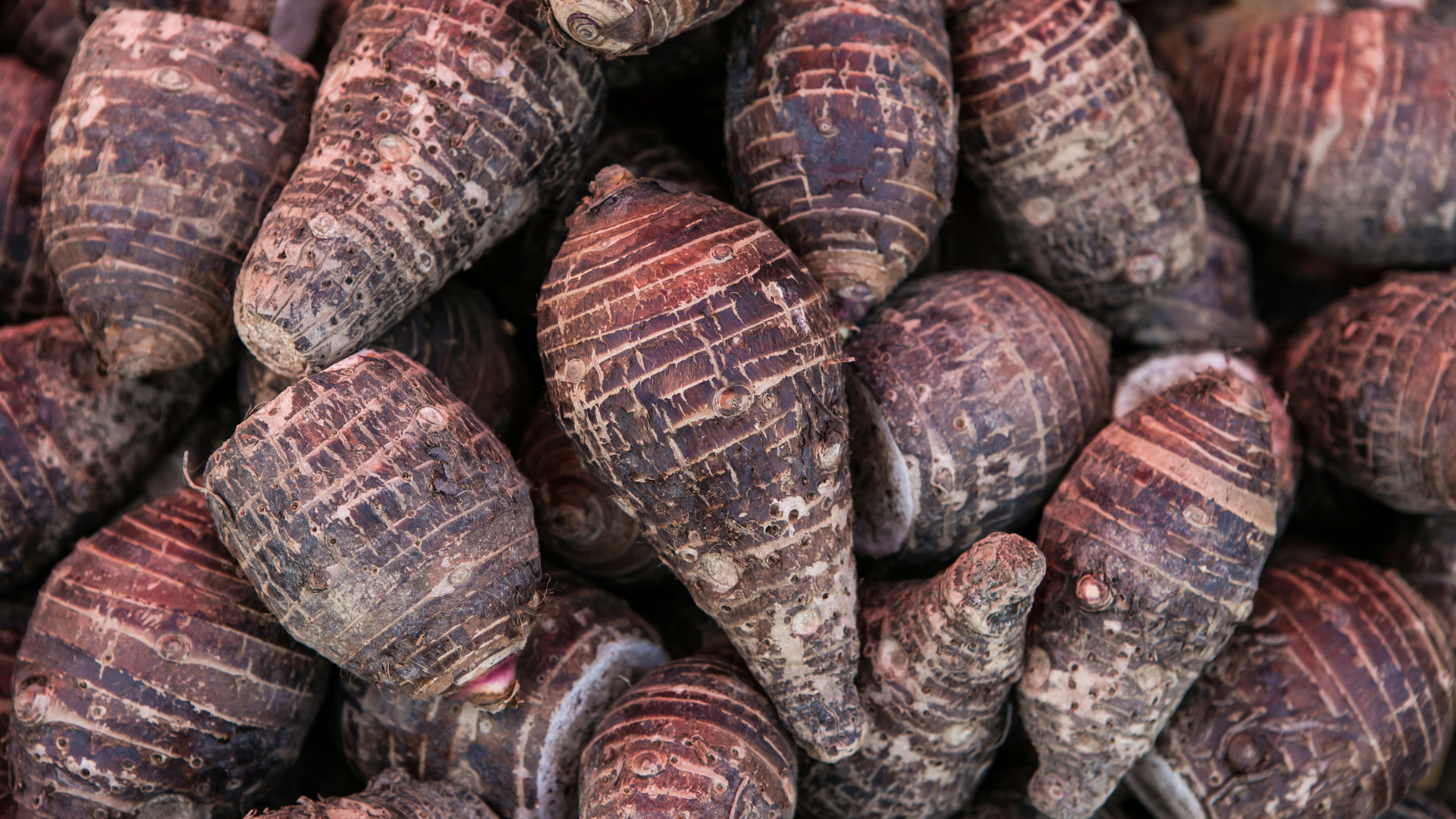 Taro - NTS Fertiliser Guide – Nutri-Tech Solutions Pty Ltd
