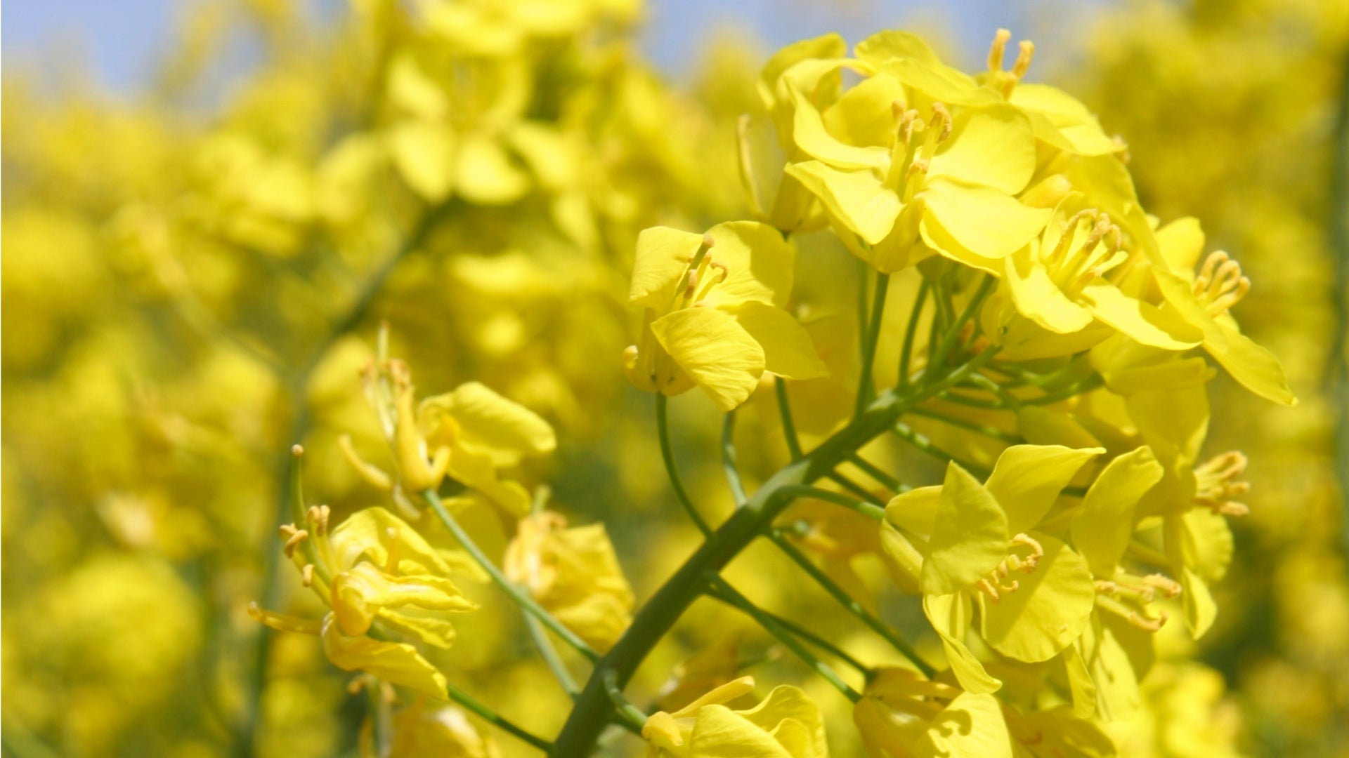 Canola - NTS Fertiliser Guide – Nutri-Tech Solutions Pty Ltd