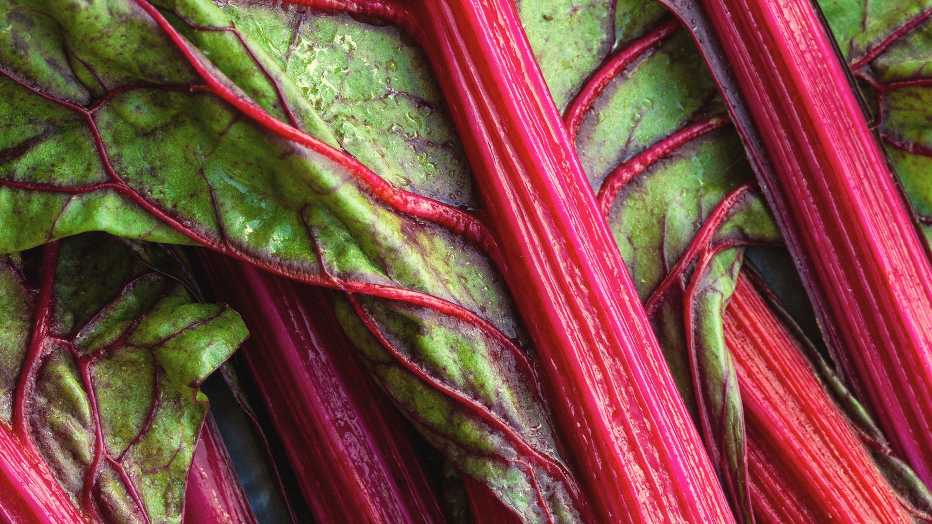 Chard - Organic NTS Fertiliser Guide – Nutri-Tech Solutions Pty Ltd