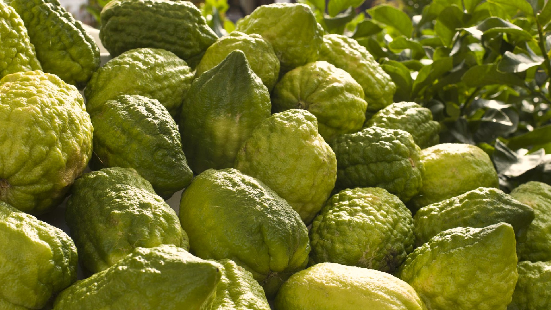 Citron - NTS Fertiliser Guide – Nutri-Tech Solutions Pty Ltd