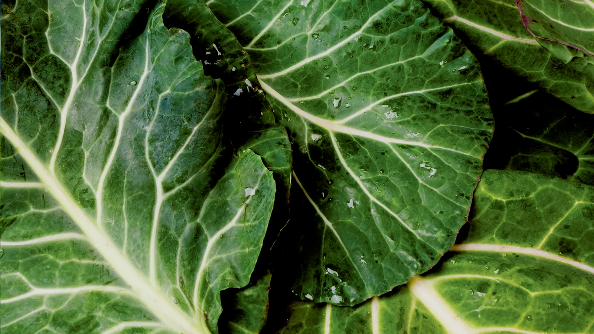 Collard Greens - NTS Fertiliser Guide – Nutri-Tech Solutions Pty Ltd