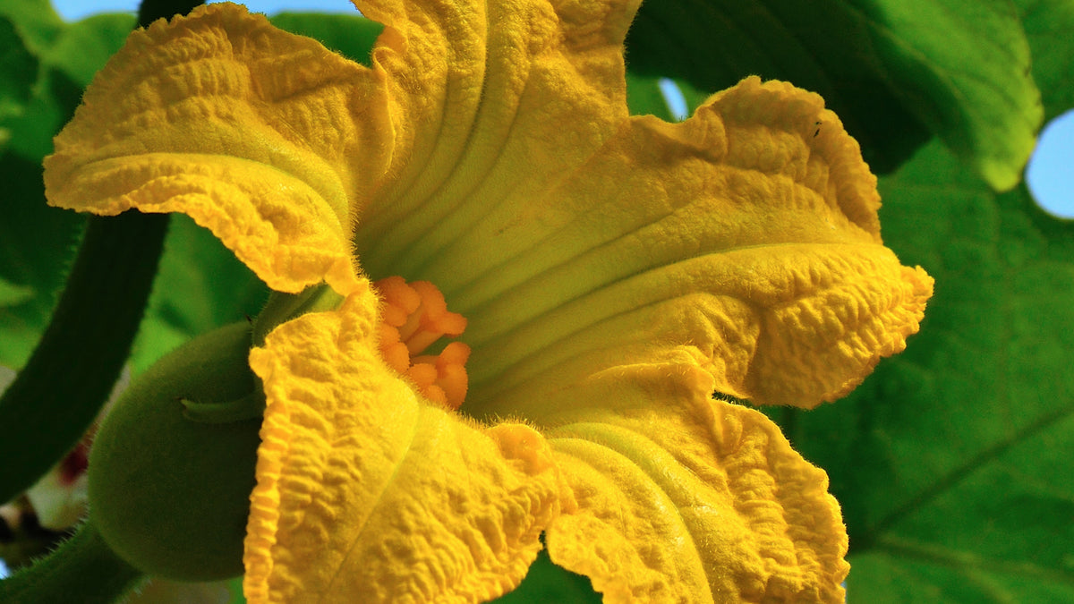 Cucurbit - NTS Fertiliser Guide – Nutri-Tech Solutions Pty Ltd