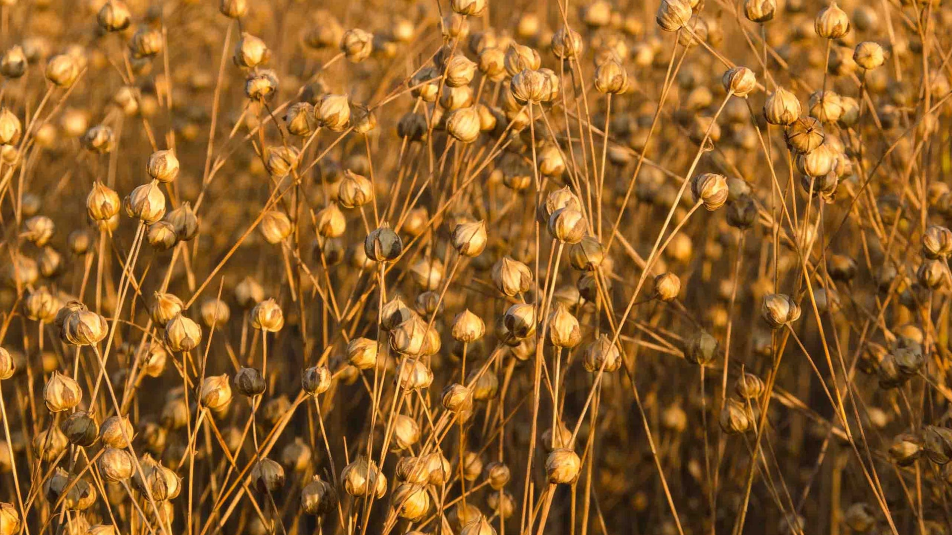 Flax / Flaxseed - NTS Fertiliser Guide – Nutri-Tech Solutions Pty Ltd