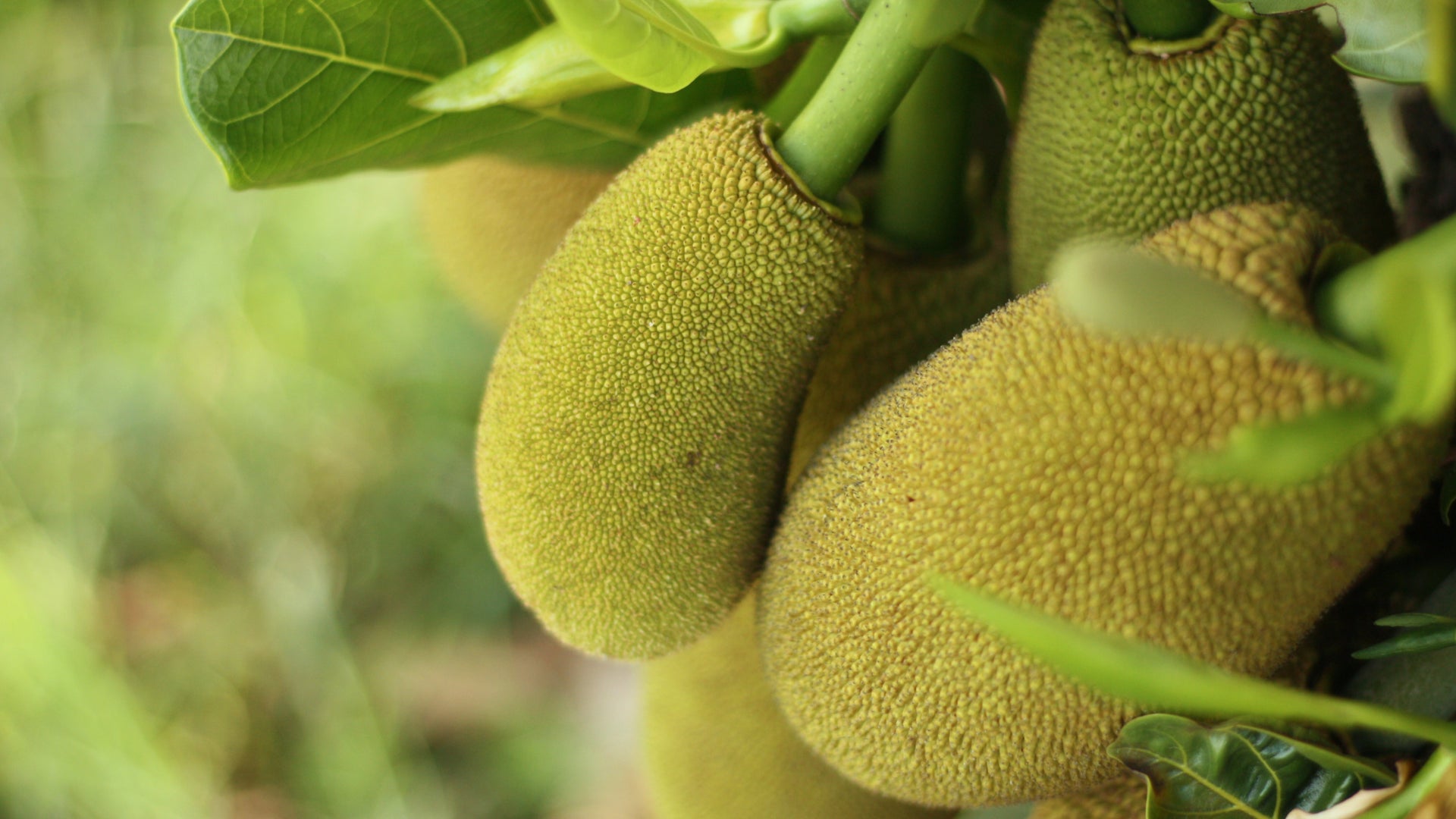 Jackfruit - NTS Fertiliser Guide – Nutri-Tech Solutions Pty Ltd
