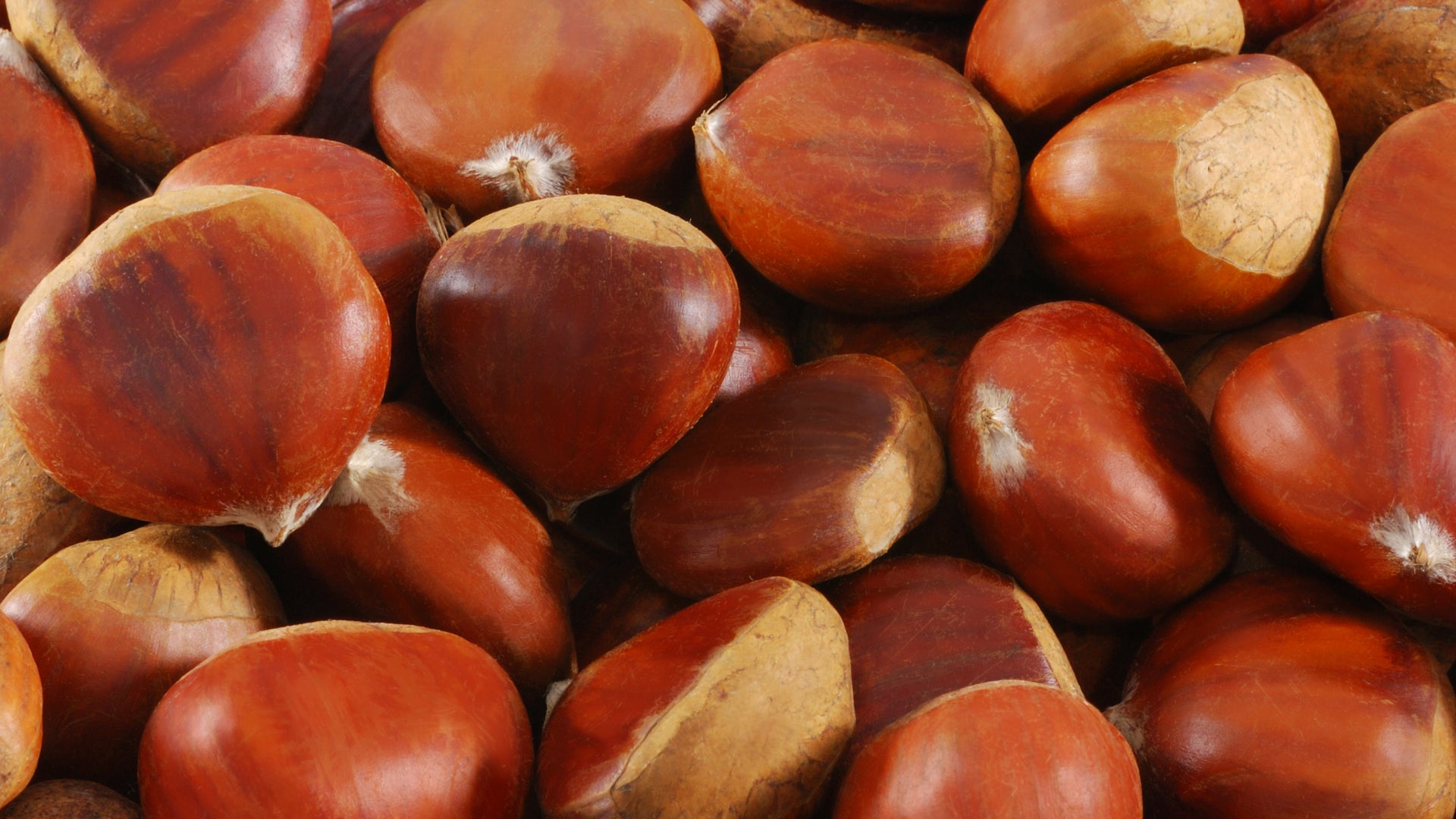 Chestnut - NTS Fertiliser Guide – Nutri-Tech Solutions Pty Ltd