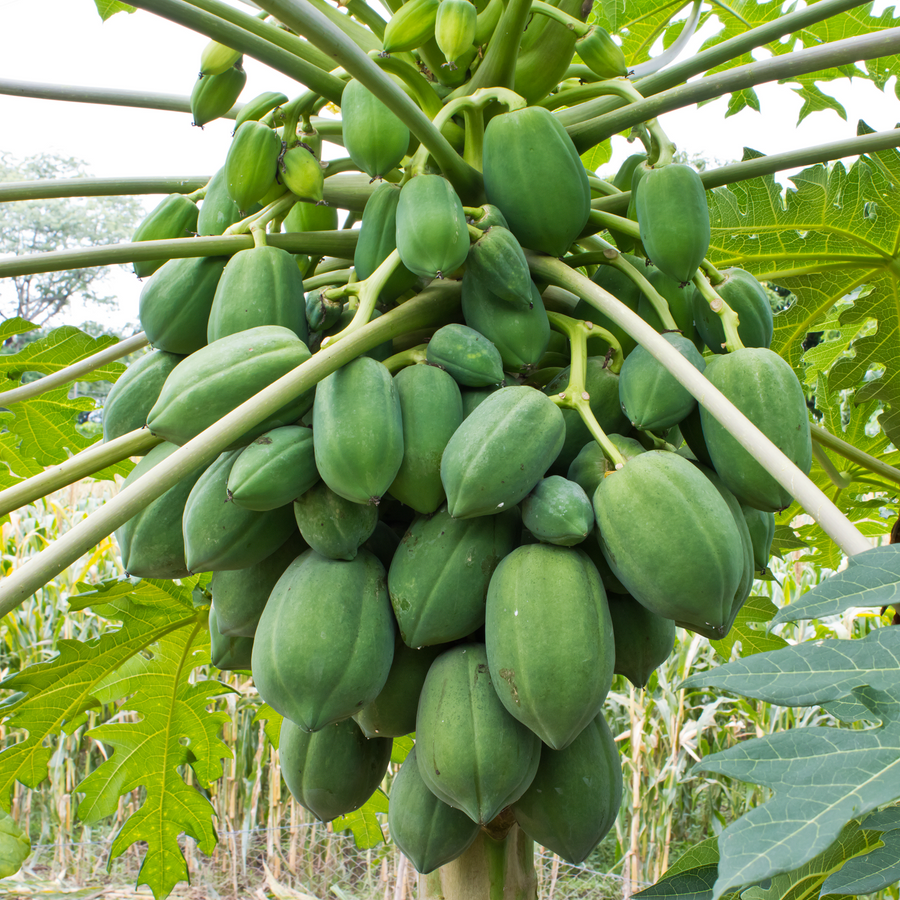 Pawpaw - NTS Fertiliser Guide – Nutri-Tech Solutions Pty Ltd