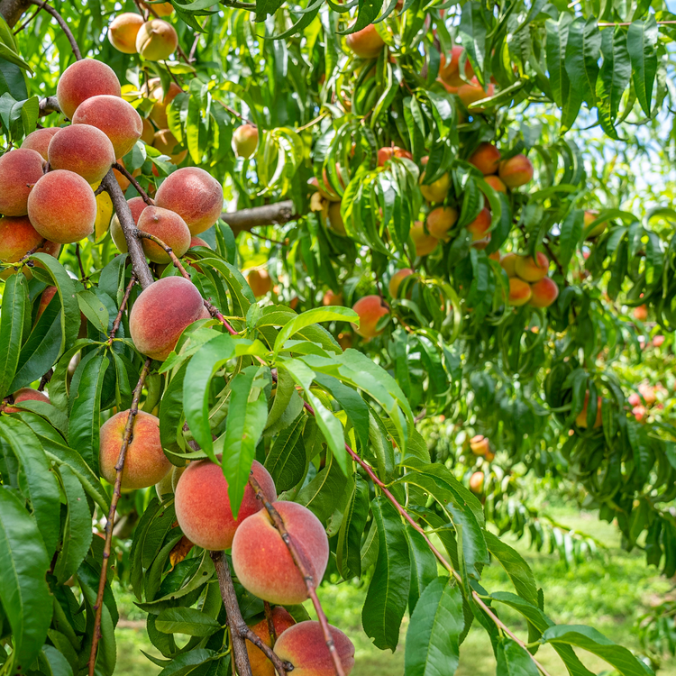 Peach - NTS Fertiliser Guide – Nutri-Tech Solutions Pty Ltd