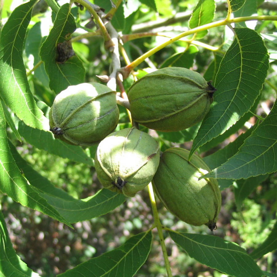 Pecan - NTS Fertiliser Guide – Nutri-Tech Solutions Pty Ltd
