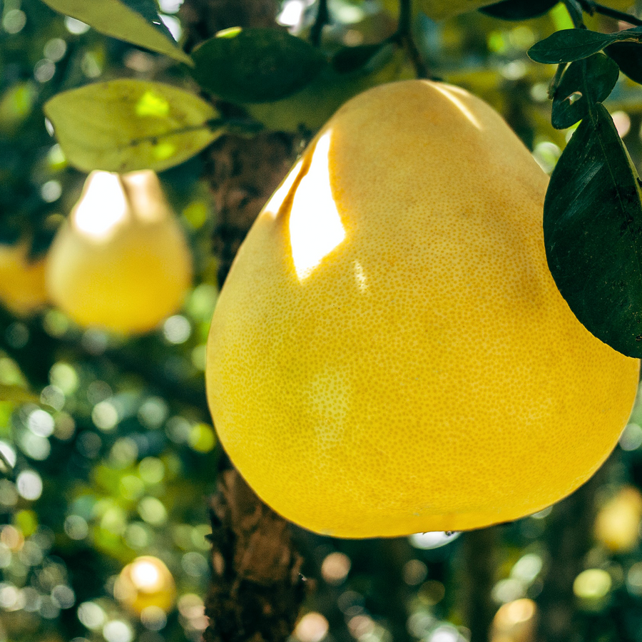 Pomelo - NTS Fertiliser Guide – Nutri-Tech Solutions Pty Ltd