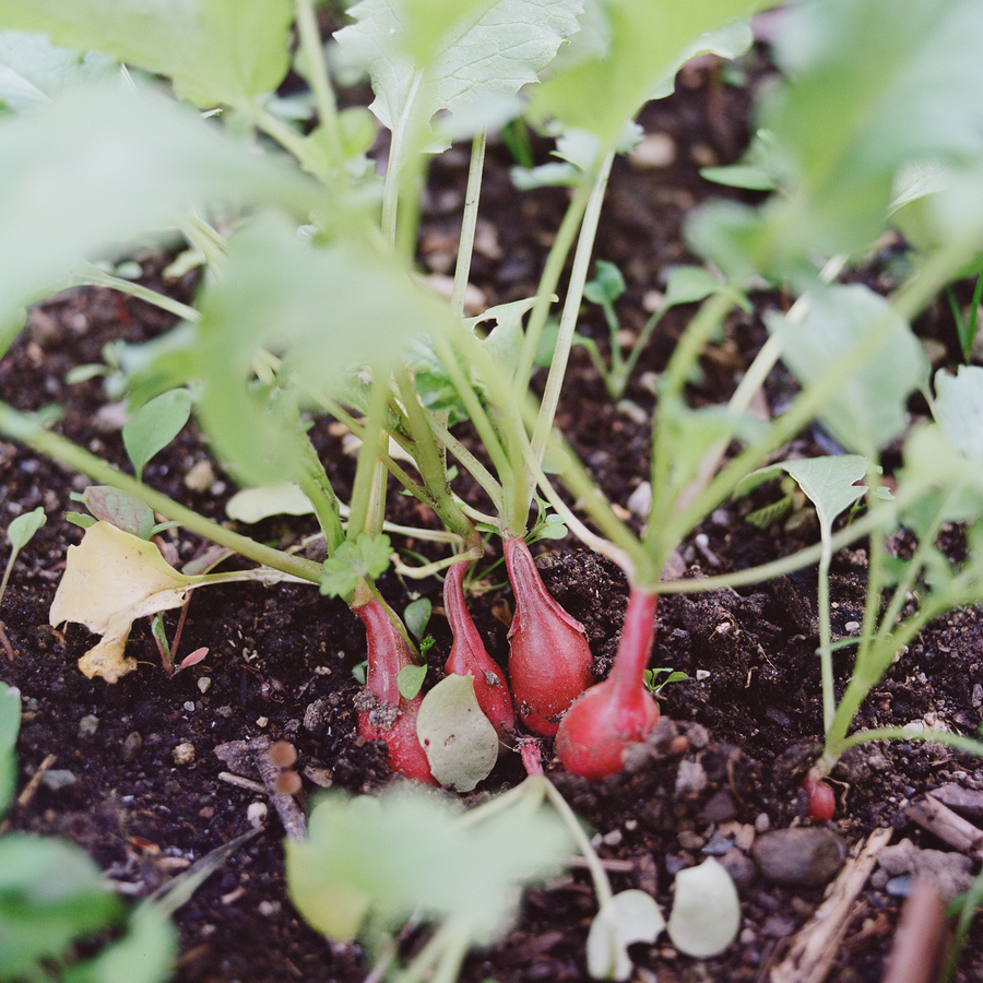 Radish - NTS Fertiliser Guide – Nutri-Tech Solutions Pty Ltd