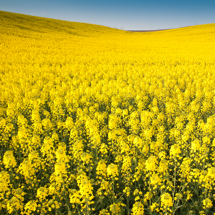 Rape / Rapeseed - NTS Fertiliser Guide – Nutri-Tech Solutions Pty Ltd