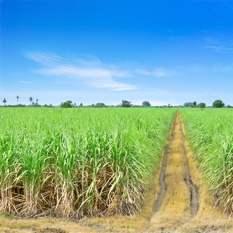 Sugarcane - NTS Fertiliser Guide – Nutri-Tech Solutions Pty Ltd