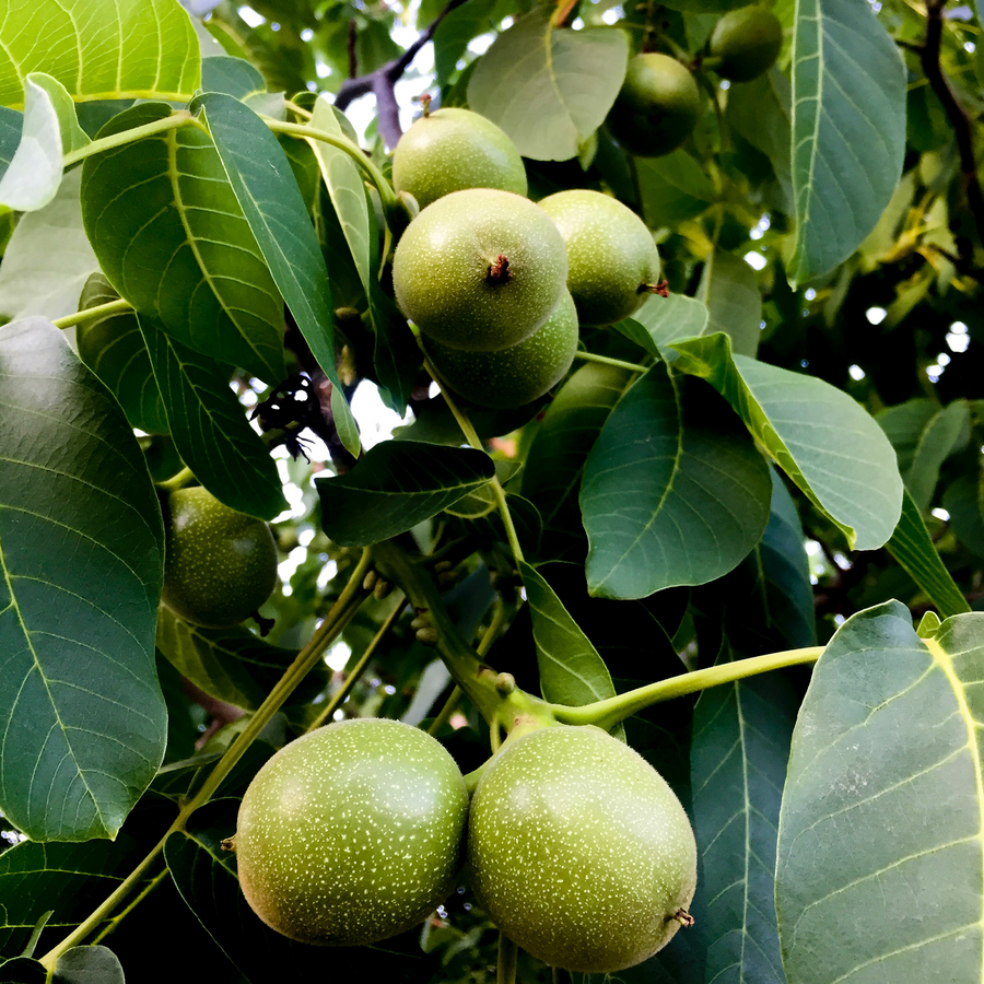 Walnut - NTS Fertiliser Guide – Nutri-Tech Solutions Pty Ltd