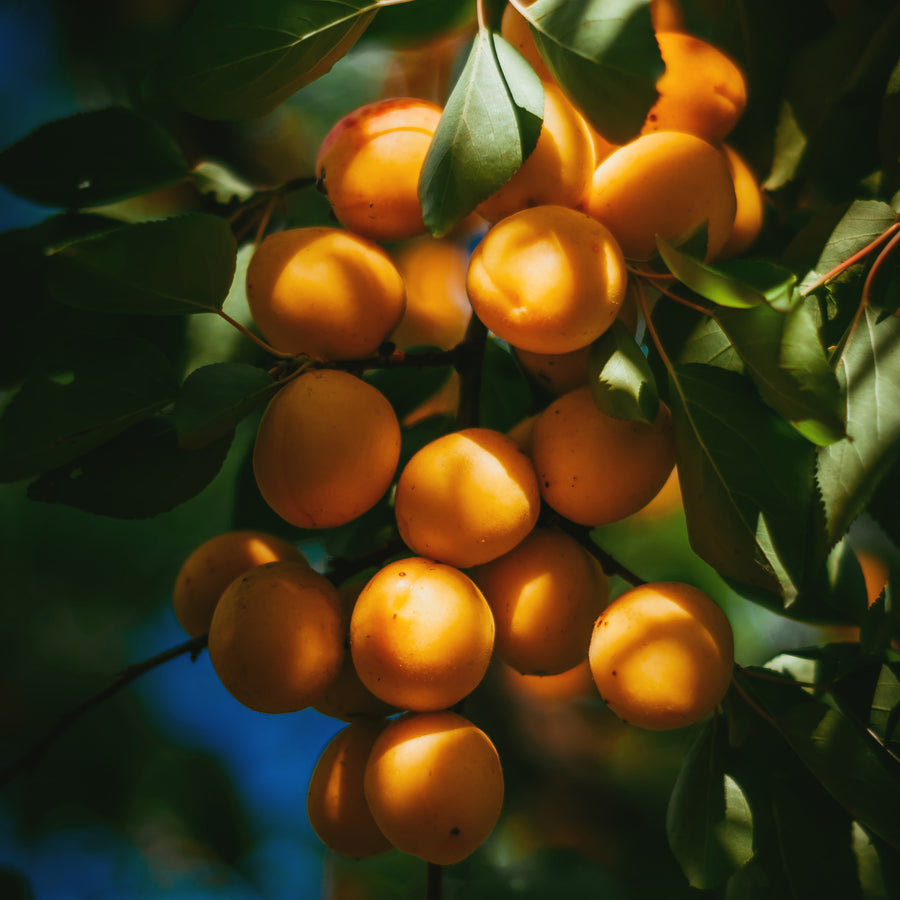 Apricot - Organic NTS Fertiliser Guide – Nutri-Tech Solutions Pty Ltd