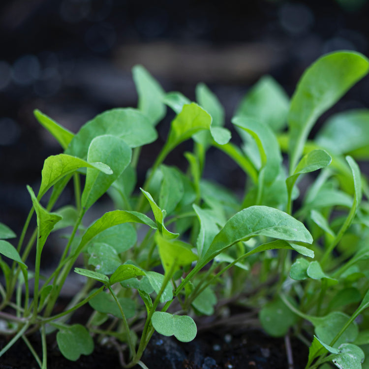Rocket (Arugula) - NTS Fertiliser Guide – Nutri-Tech Solutions Pty Ltd