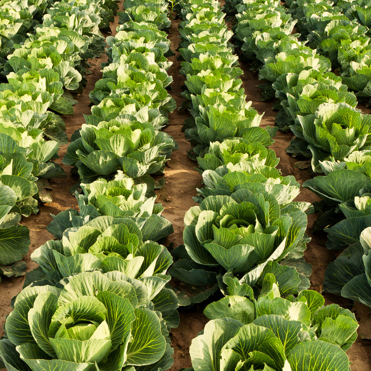 Cabbage - NTS Fertiliser Guide – Nutri-Tech Solutions Pty Ltd