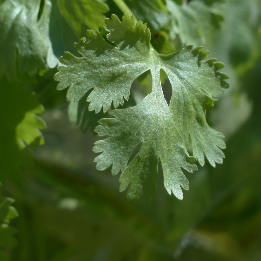 Coriander - NTS Fertiliser Guide – Nutri-Tech Solutions Pty Ltd