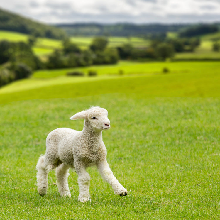 Fat Lamb Pasture - NTS Fertiliser Guide – Nutri-Tech Solutions Pty Ltd
