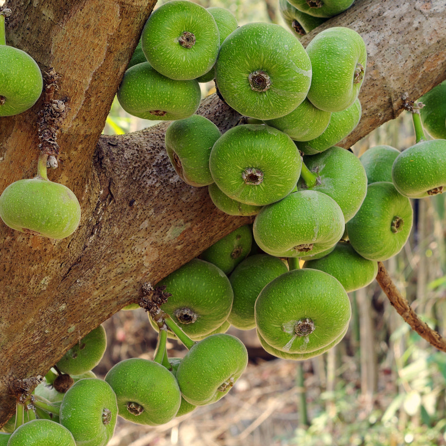 Fig - NTS Fertiliser Guide – Nutri-Tech Solutions Pty Ltd