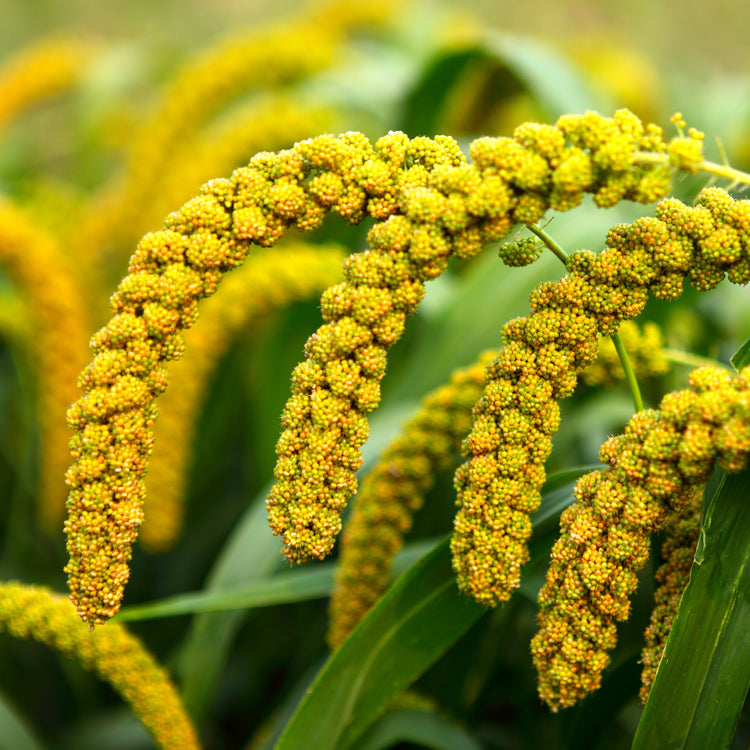 Millet - NTS Fertiliser Guide – Nutri-Tech Solutions Pty Ltd